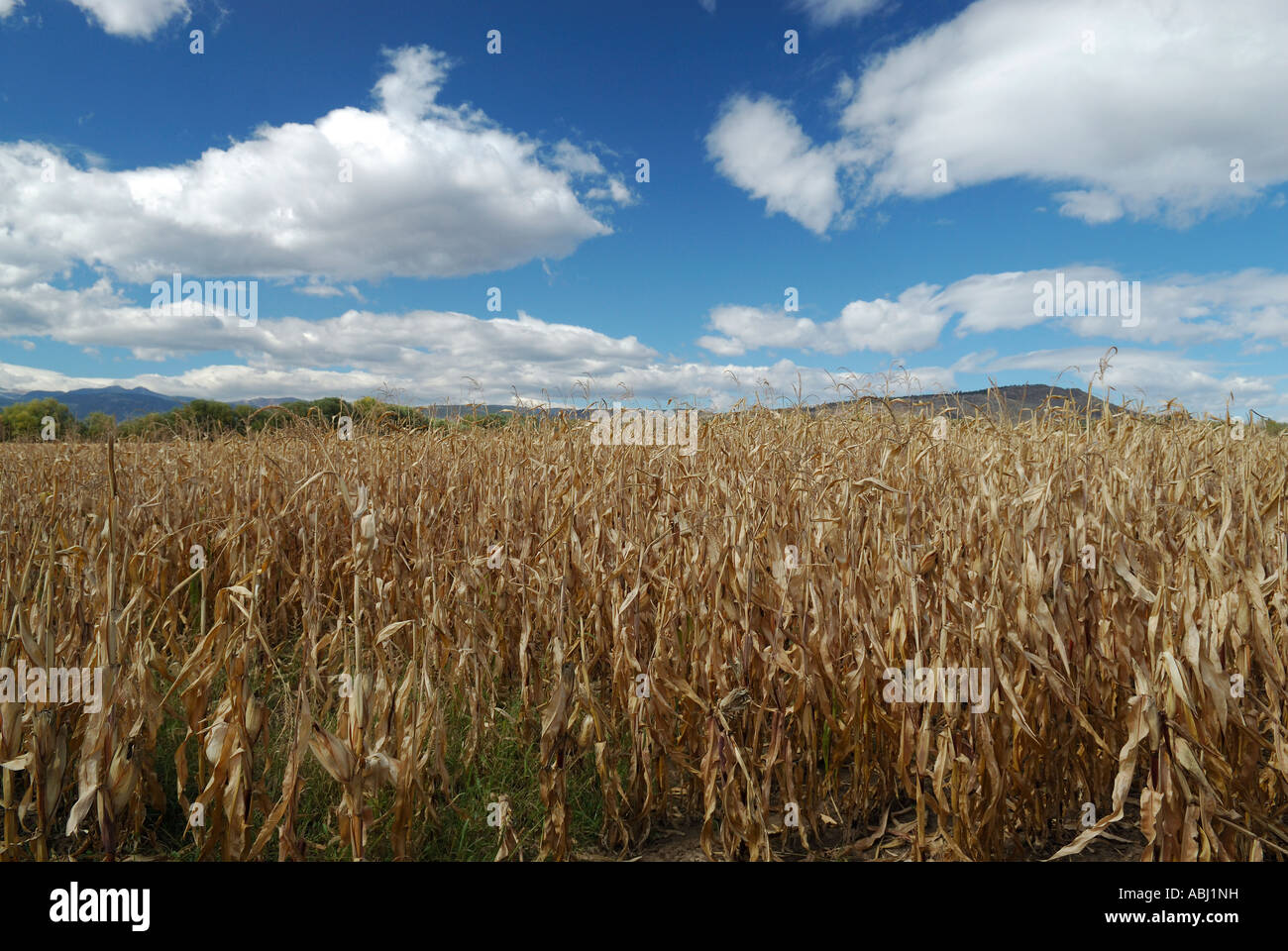 Ripe corn field in Colorado State, USA Stock Photo - Alamy