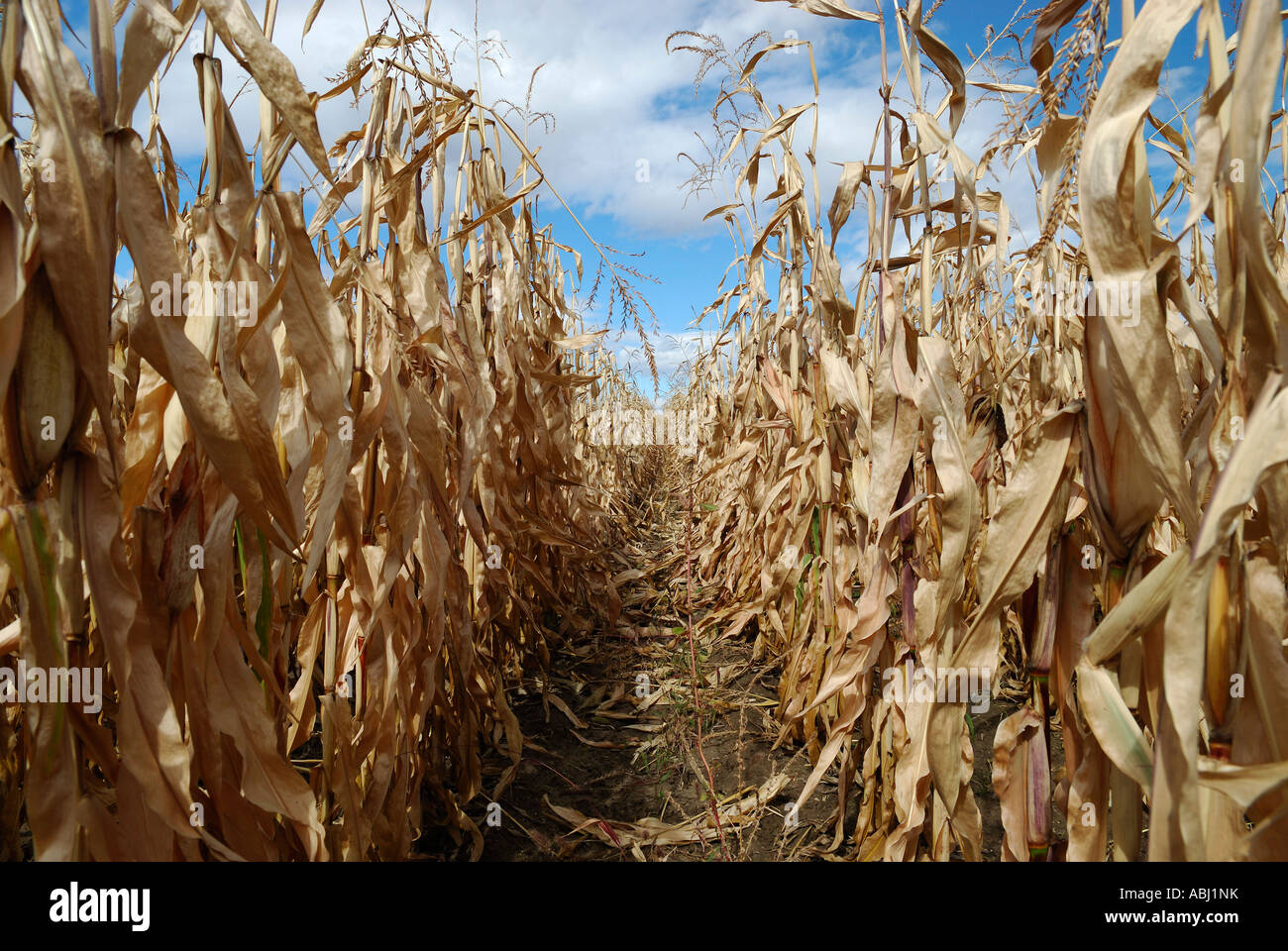 Ripe corn field in Colorado State, USA Stock Photo - Alamy