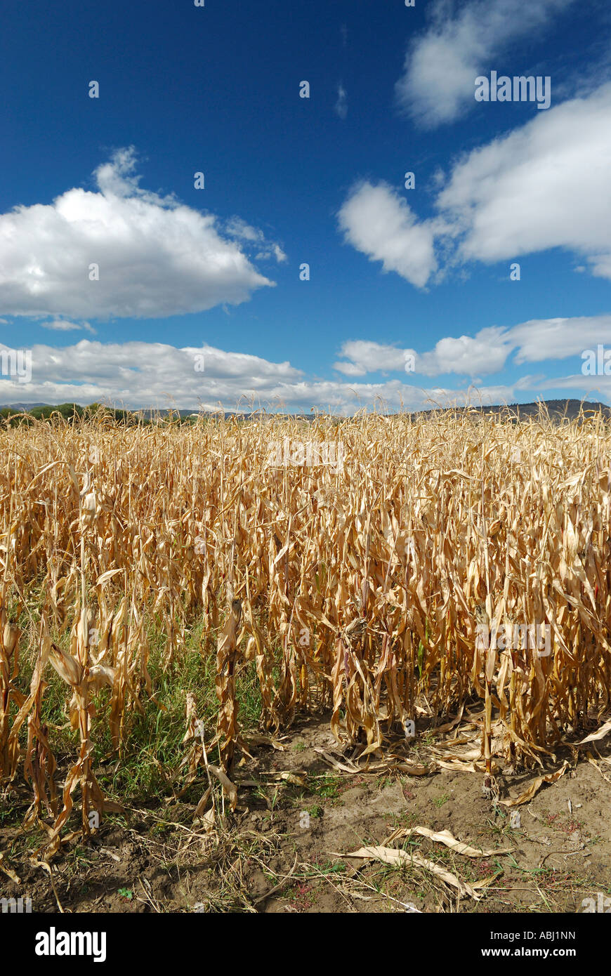 Ripe corn field in Colorado State, USA Stock Photo - Alamy