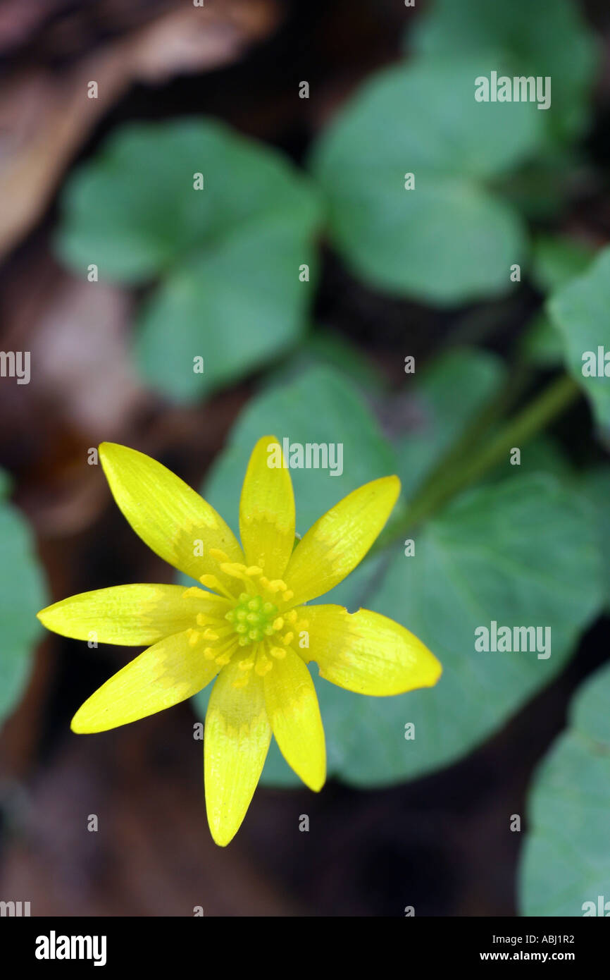 Lesser Celandine, Ranunculus ficaria, Dunkeld, Perthshire, Scotland, UK ...