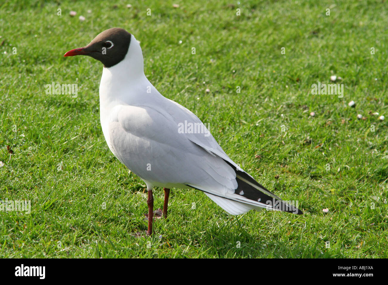 Scotland seagull hi-res stock photography and images - Alamy