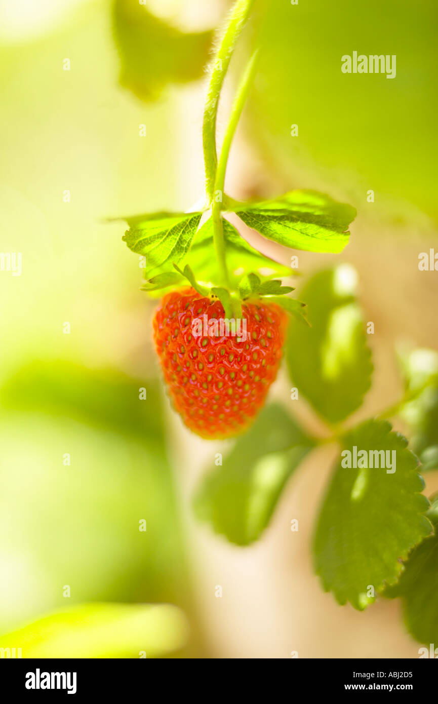 English strawberry ripening in sun Stock Photo - Alamy
