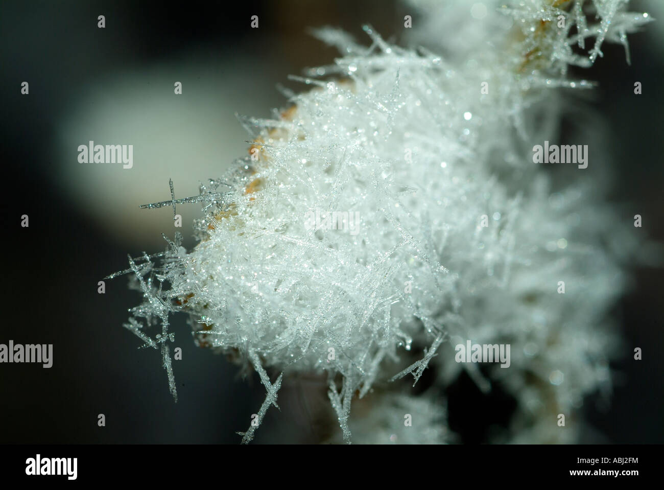 Close up of hoarfrost on wild grass Stock Photo - Alamy