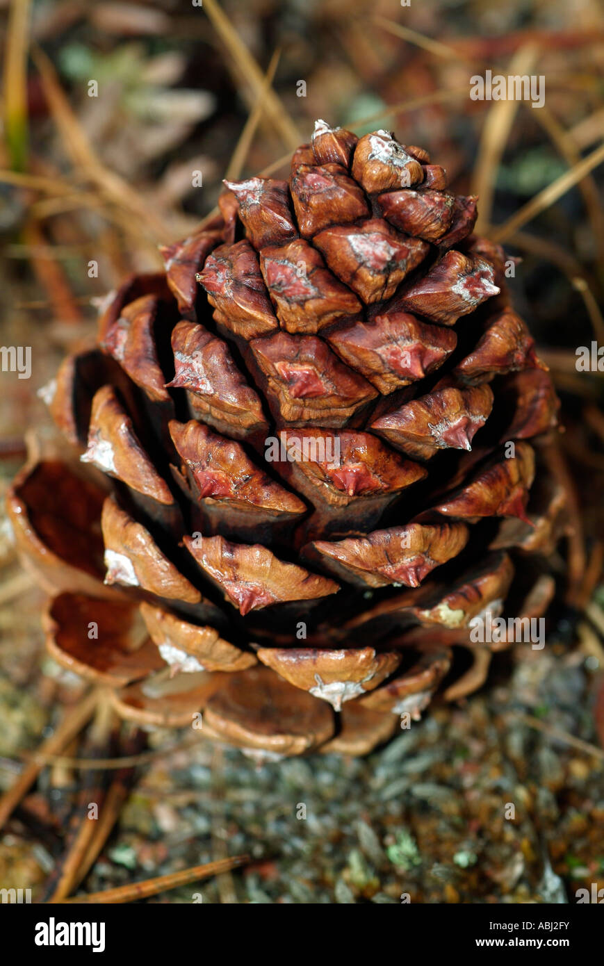 Fir cone on a pine tree Stock Photo - Alamy