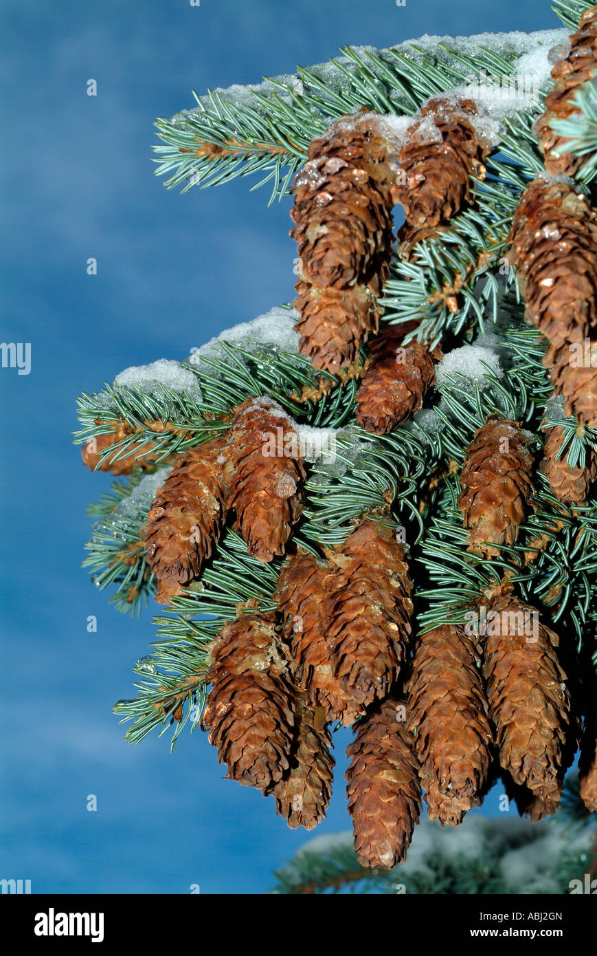 Fir cones on a pine tree Stock Photo - Alamy