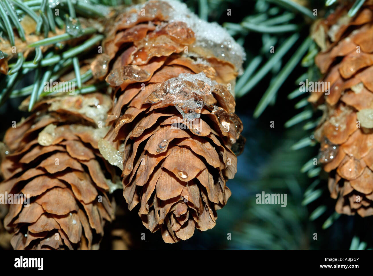 Fir cones on a pine tree Stock Photo - Alamy