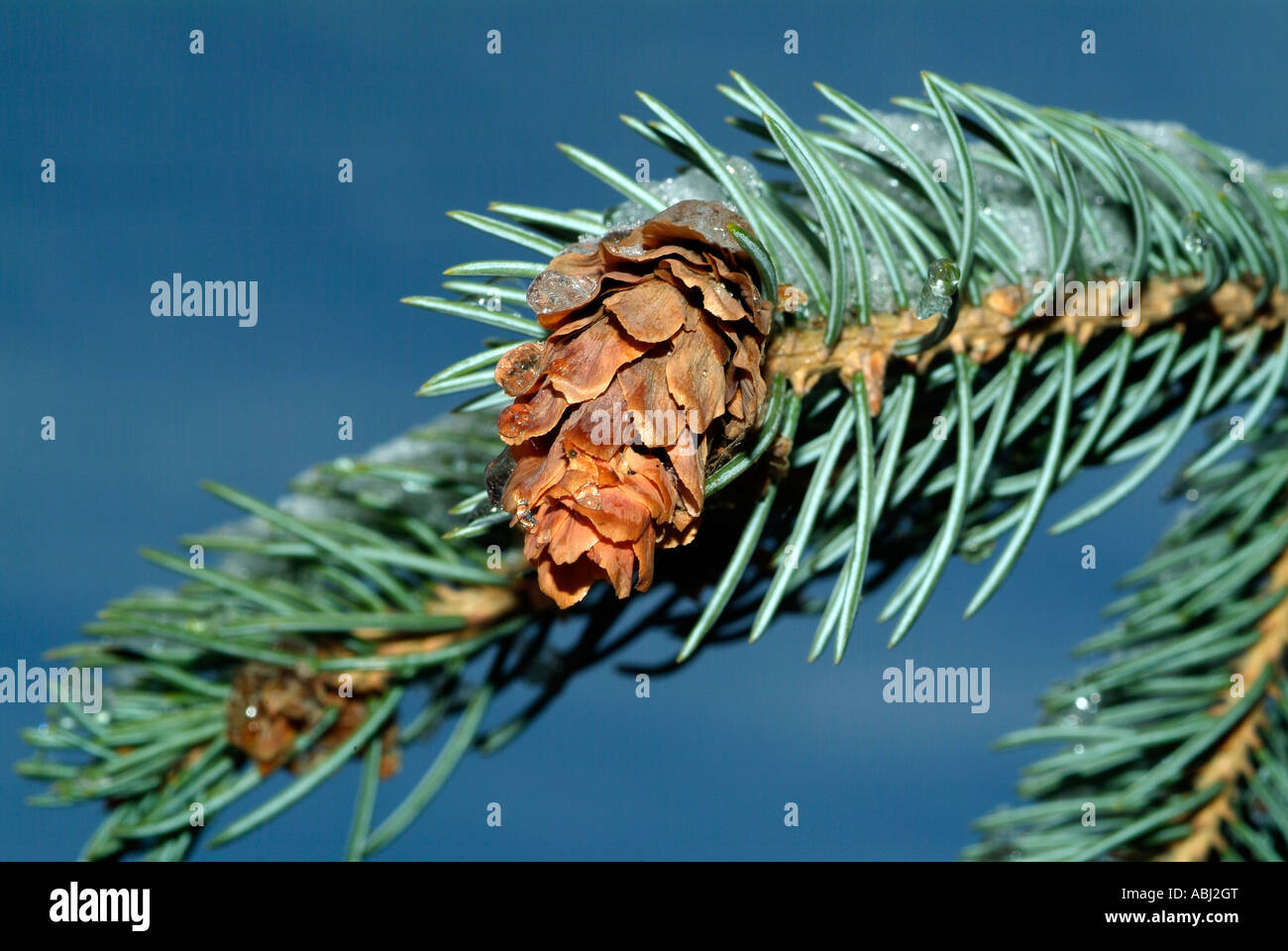 Fir cone on a pine tree Stock Photo - Alamy