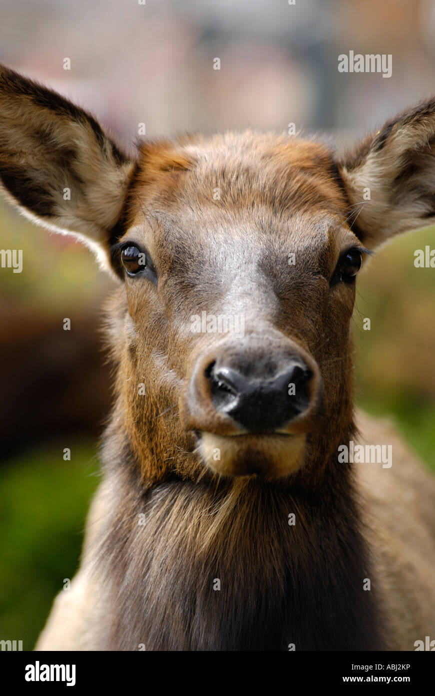 Elk female in the Rocky Mountain National Park Stock Photo - Alamy