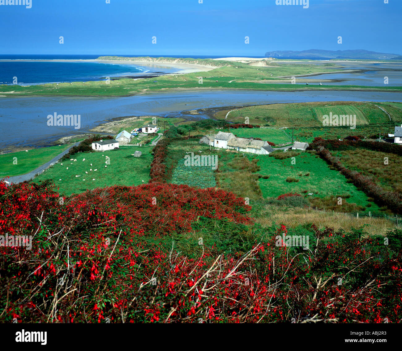 Bog Cotton on Atlantic Drive Sheep Haven Co.Donegal, Ireland Stock ...