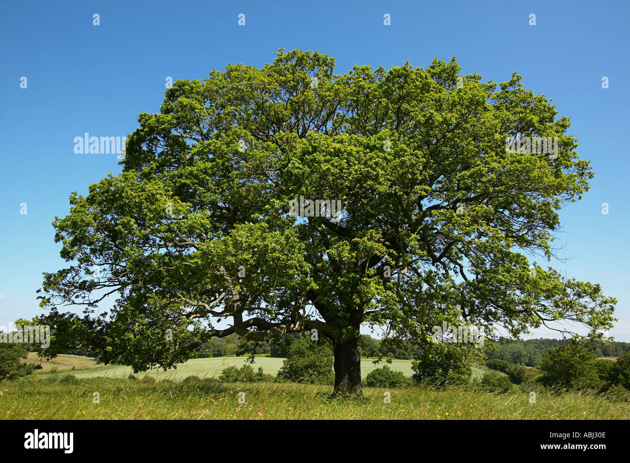 Oak tree standing alone hi-res stock photography and images - Alamy