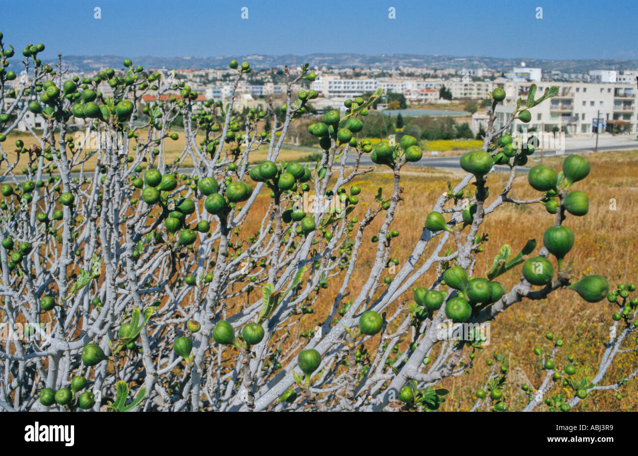 Fig bush, Paphos, Cyprus Stock Photo - Alamy
