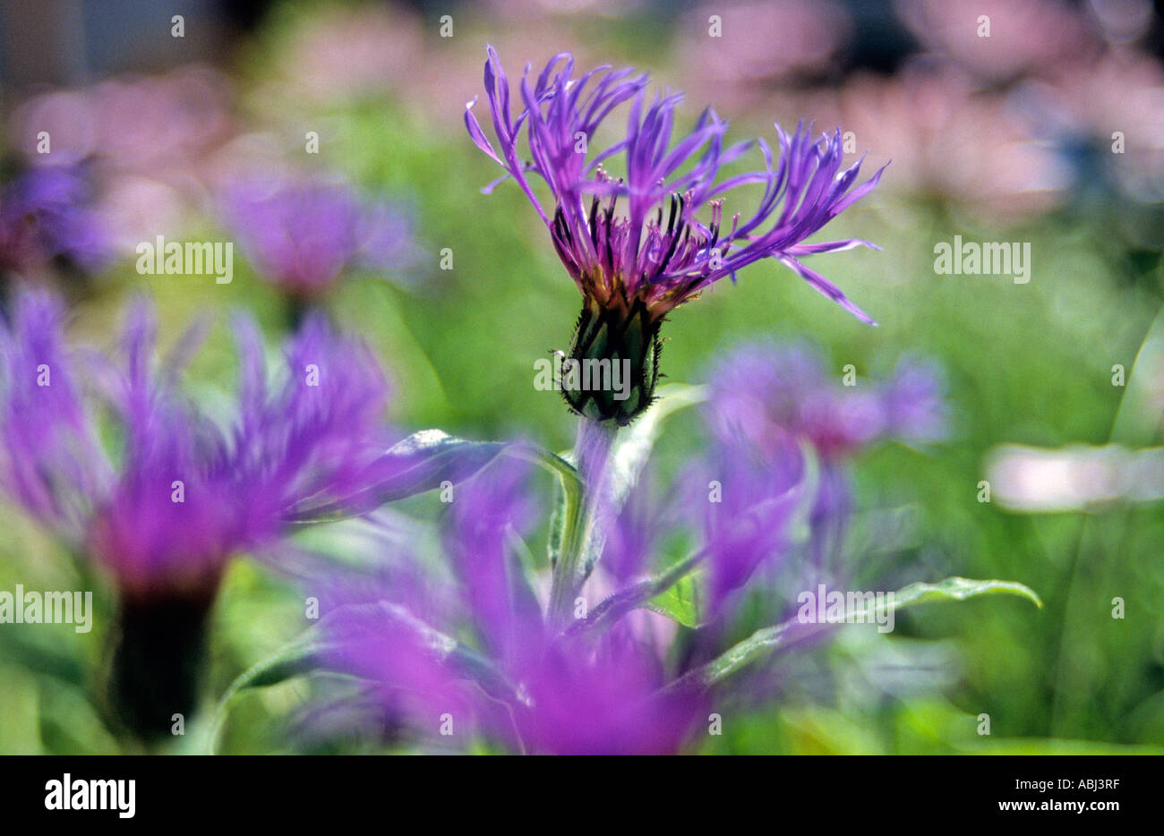 Mountain bluet (Centaurea montana) in a garden Stock Photo - Alamy
