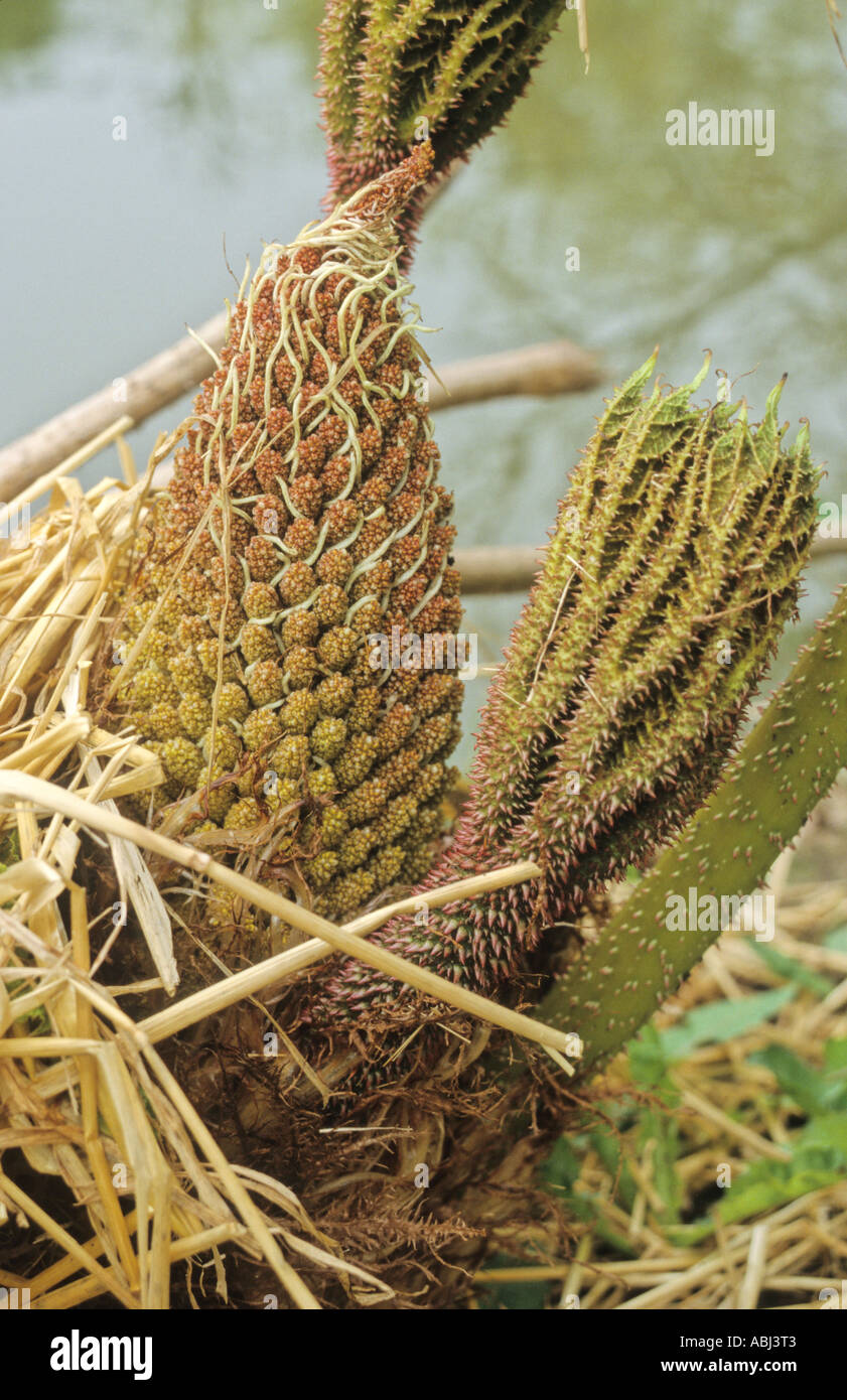 Flower spike of giant rhubarb (gunnera manicata) growing by a pond ...
