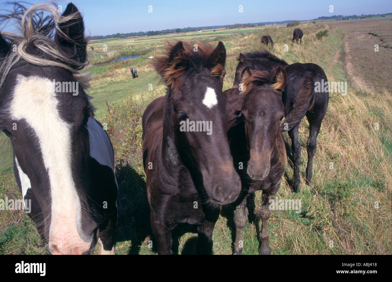 Brown and white ponies in a field Suffolk Stock Photo - Alamy