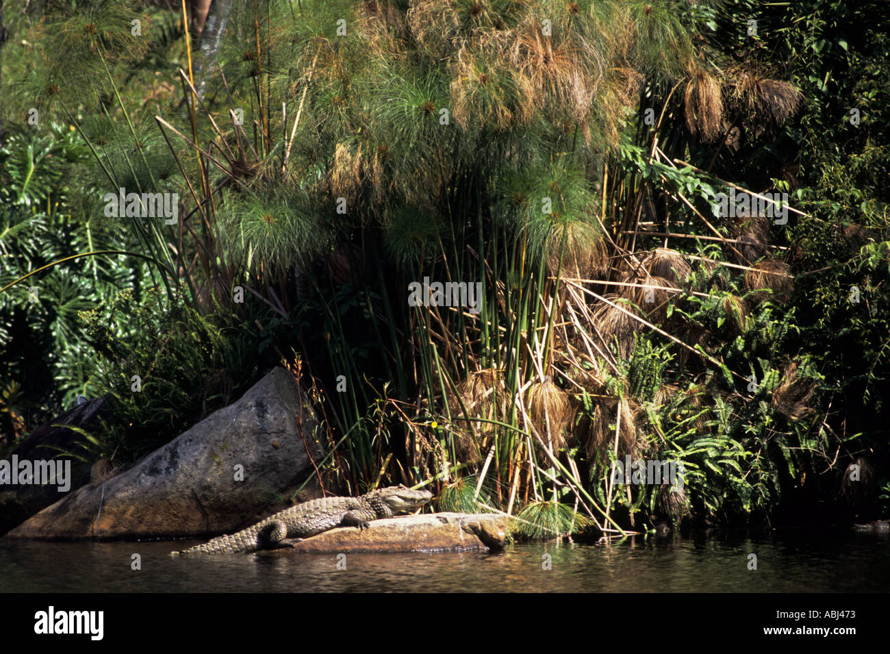 Amazon rainforest river and alligators hi-res stock photography and ...