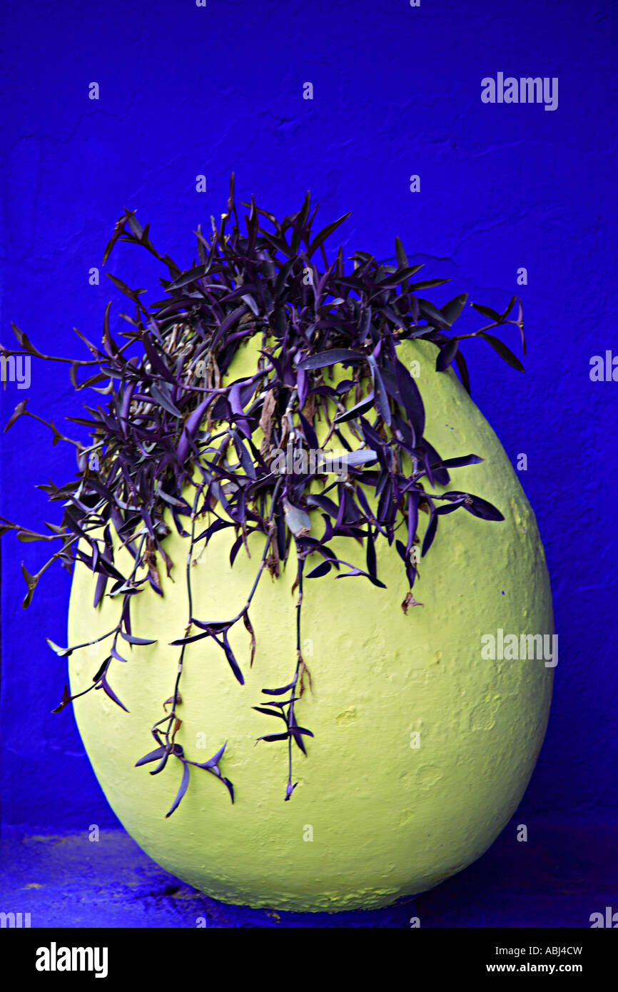Bright yellow plant pot against a vivid blue wall Stock Photo - Alamy