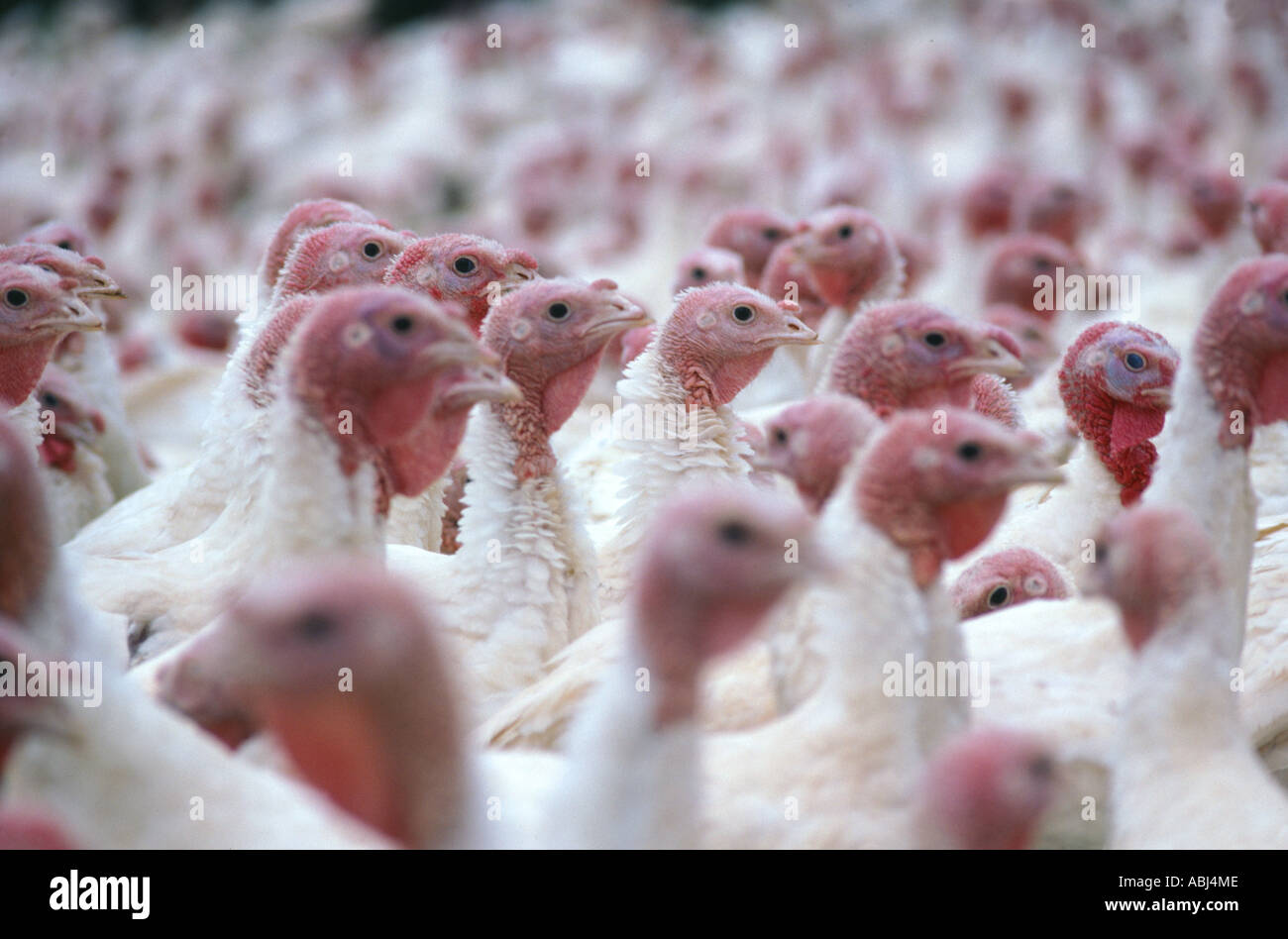 Birds of turkey hi-res stock photography and images - Alamy
