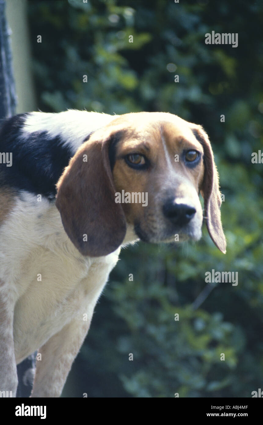 Mature beagle hi-res stock photography and images - Alamy