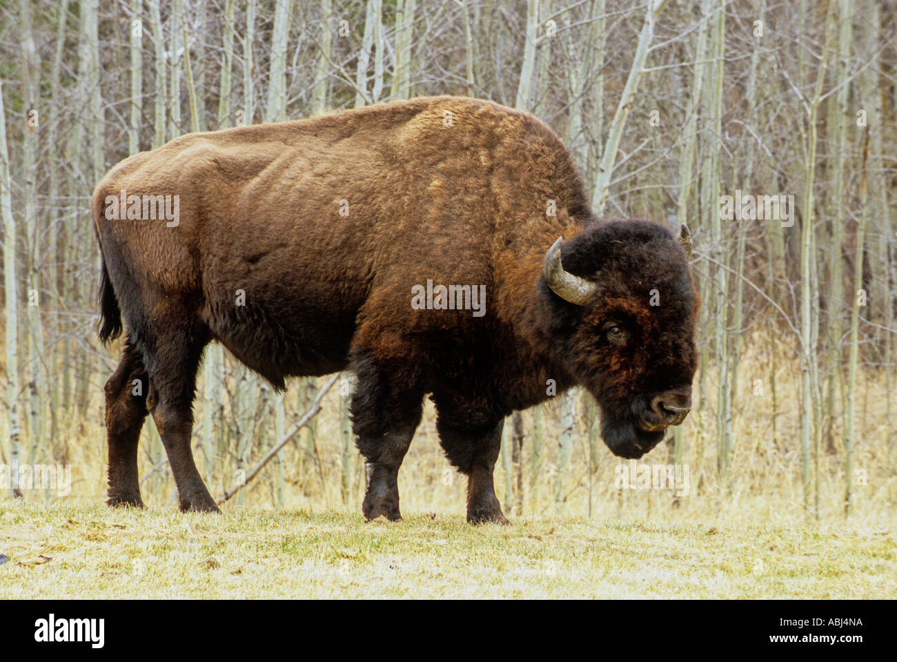 A large male Bison Stock Photo - Alamy