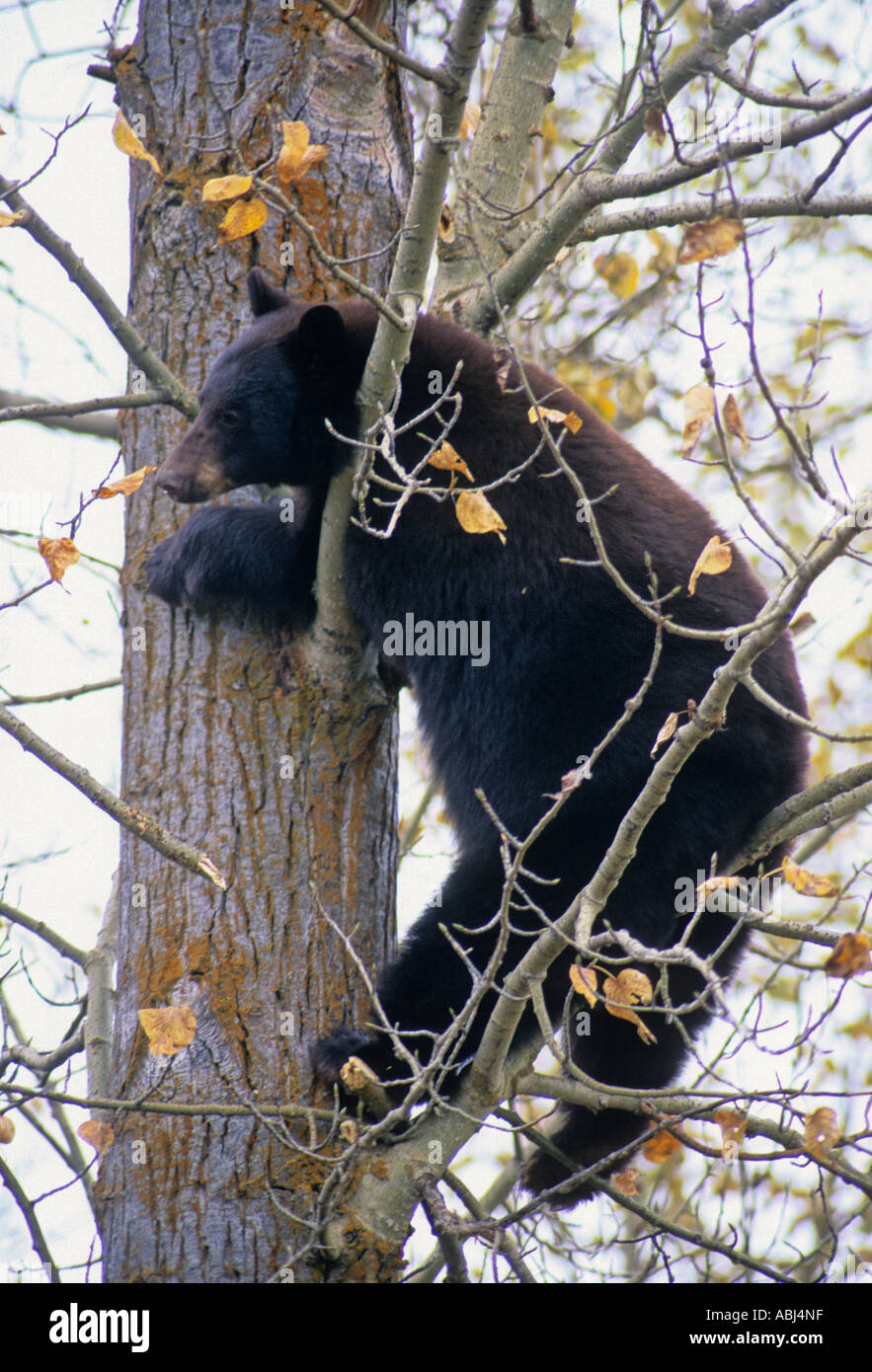 Black Bear up a tree Stock Photo - Alamy