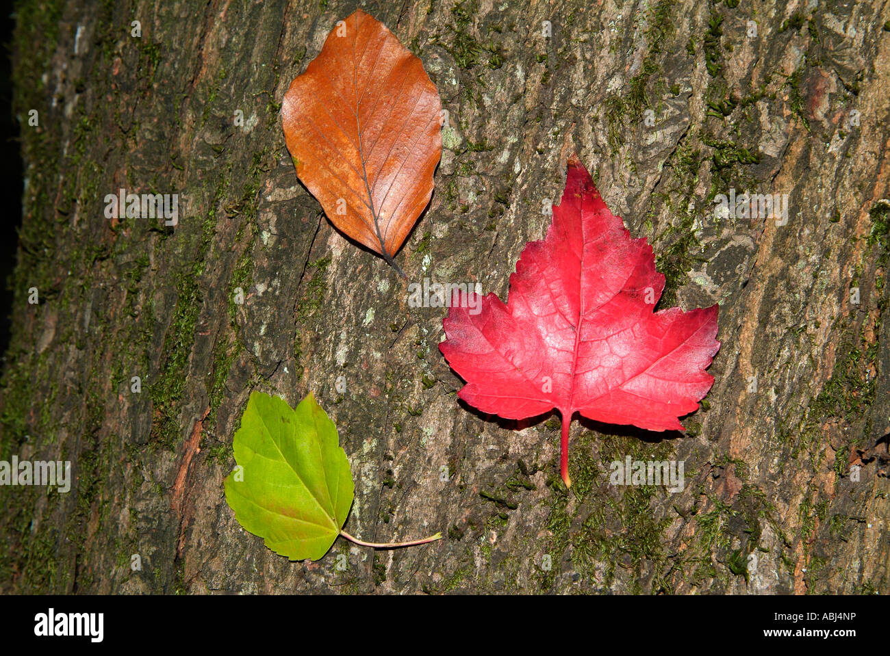 Three leaves on a trunk Stock Photo - Alamy