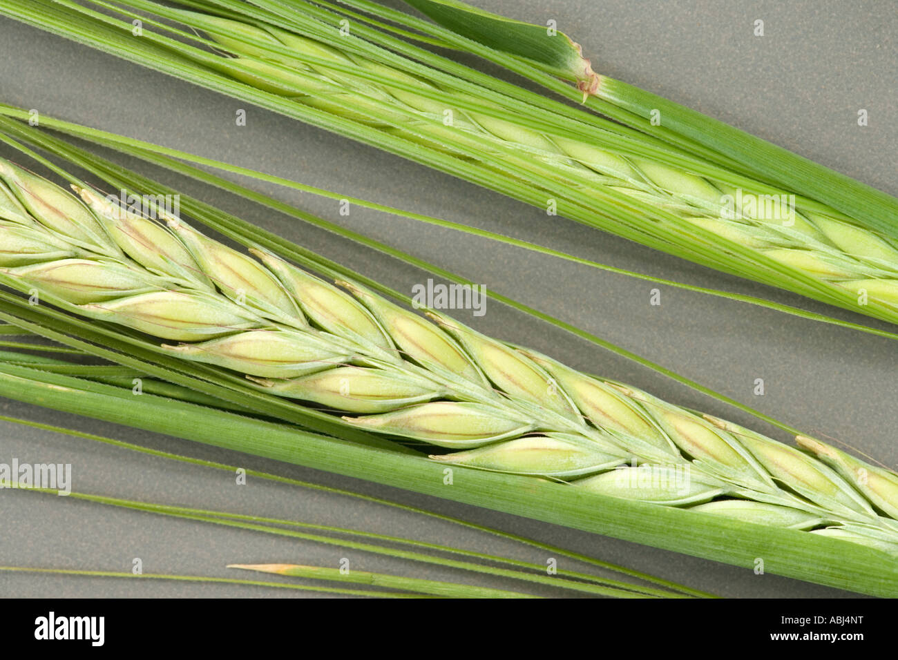 Two Row Barley High Resolution Stock Photography and Images - Alamy