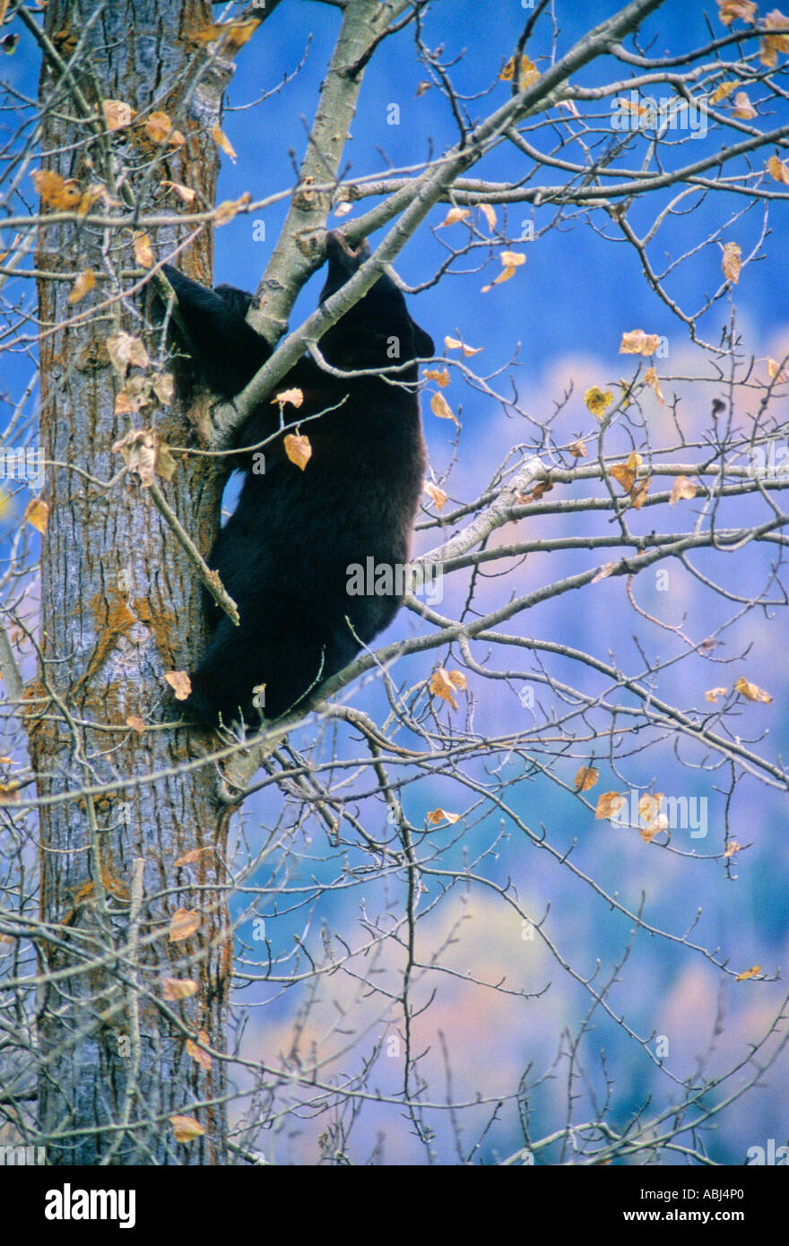 Black Bear in a tree Stock Photo - Alamy