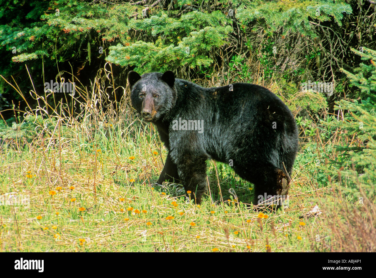 Black Bear looking back Stock Photo - Alamy