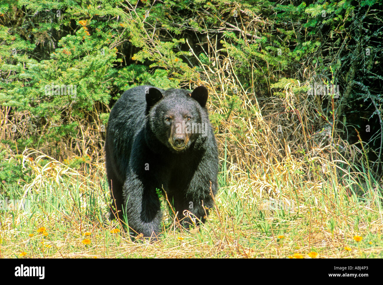 Black Bear portrait Stock Photo - Alamy