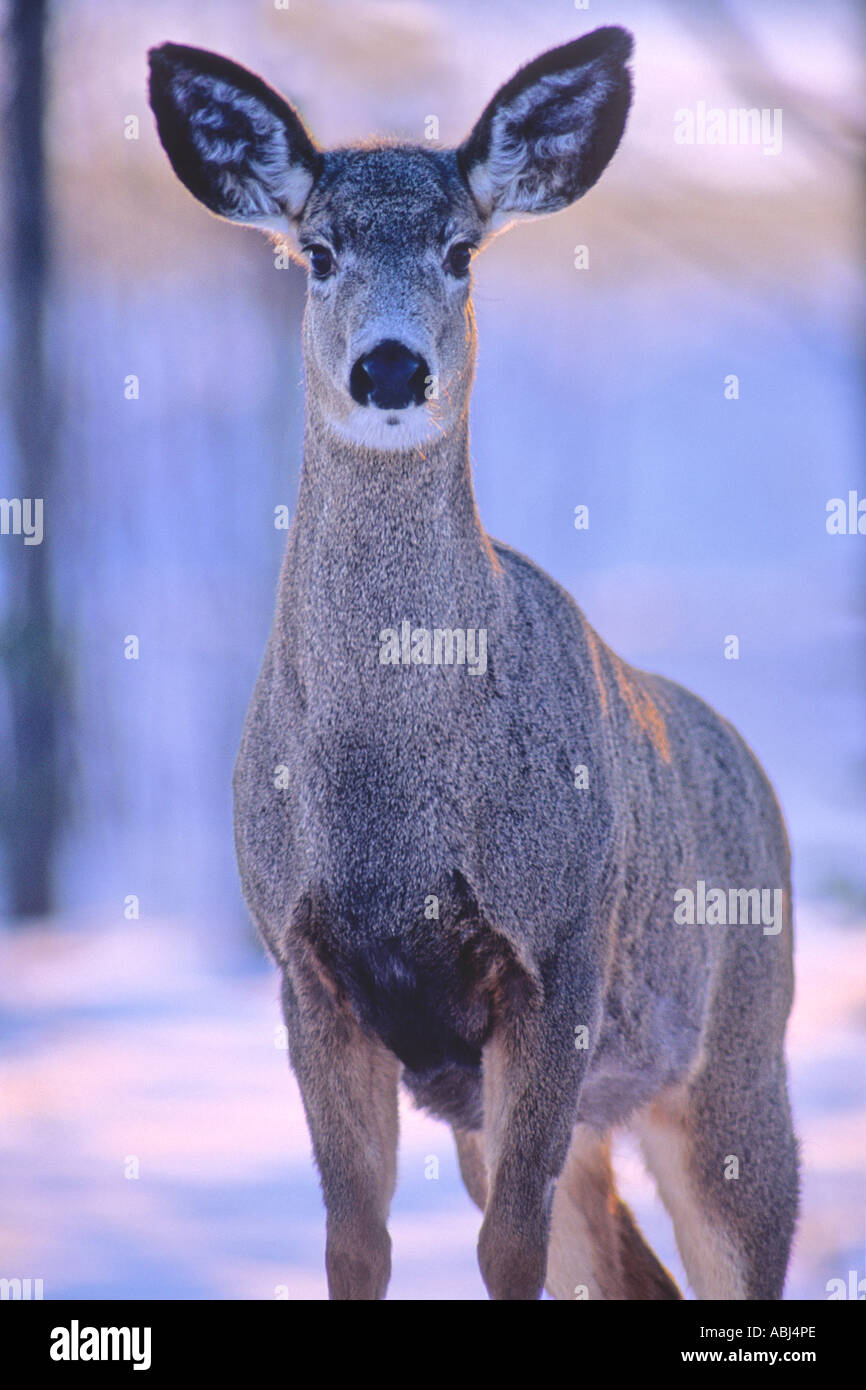 A Doe Mule Deer Stock Photo - Alamy