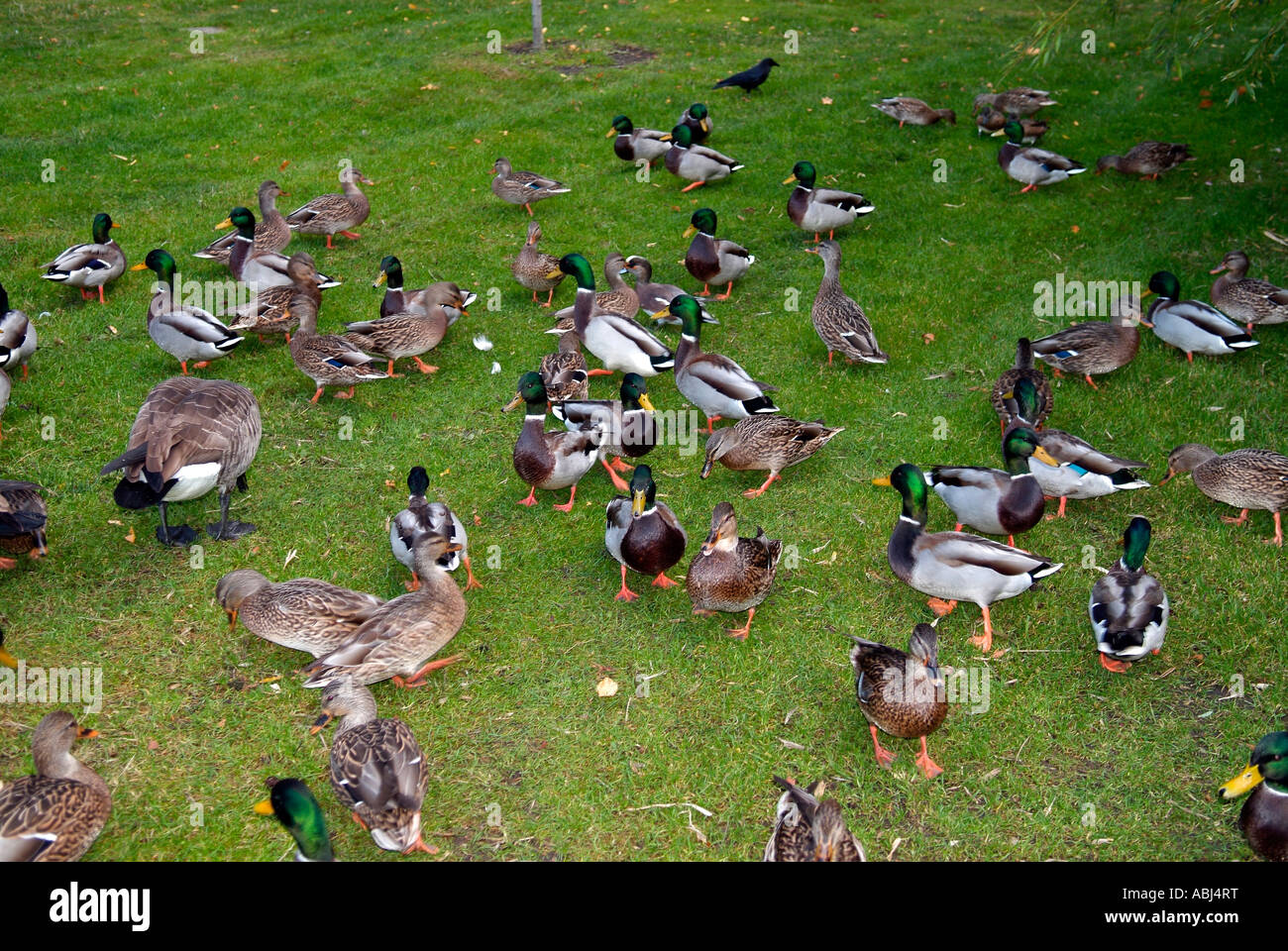 Herd of mallard ducks in a public gardens Stock Photo - Alamy