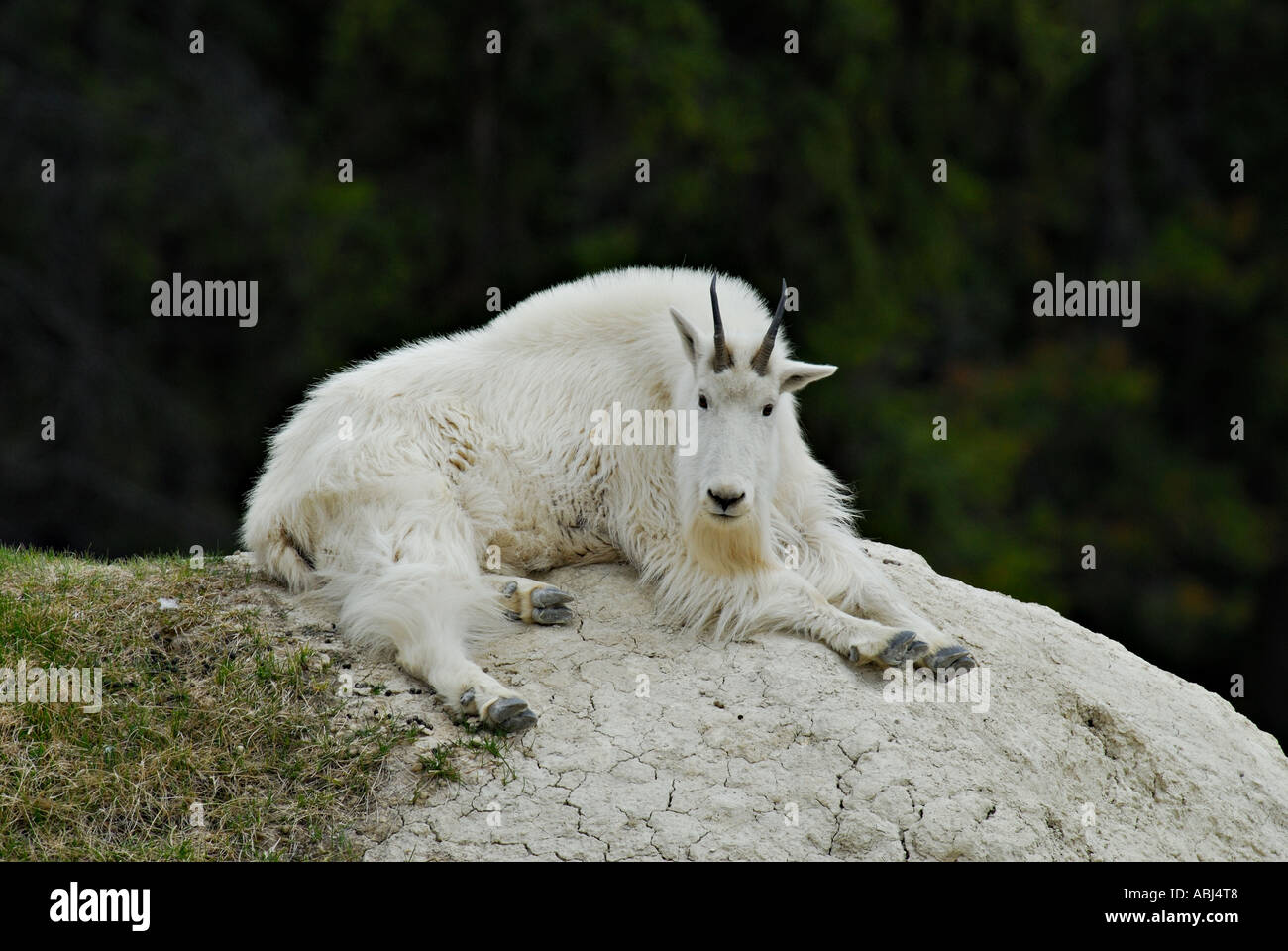 european mountain goat