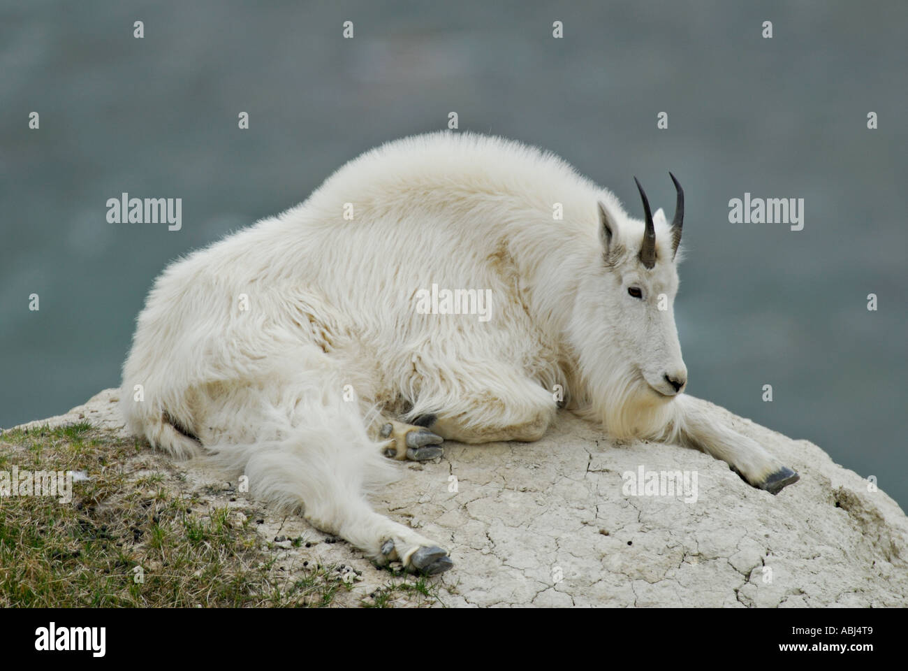 Mountain Goat 31 Stock Photo - Alamy