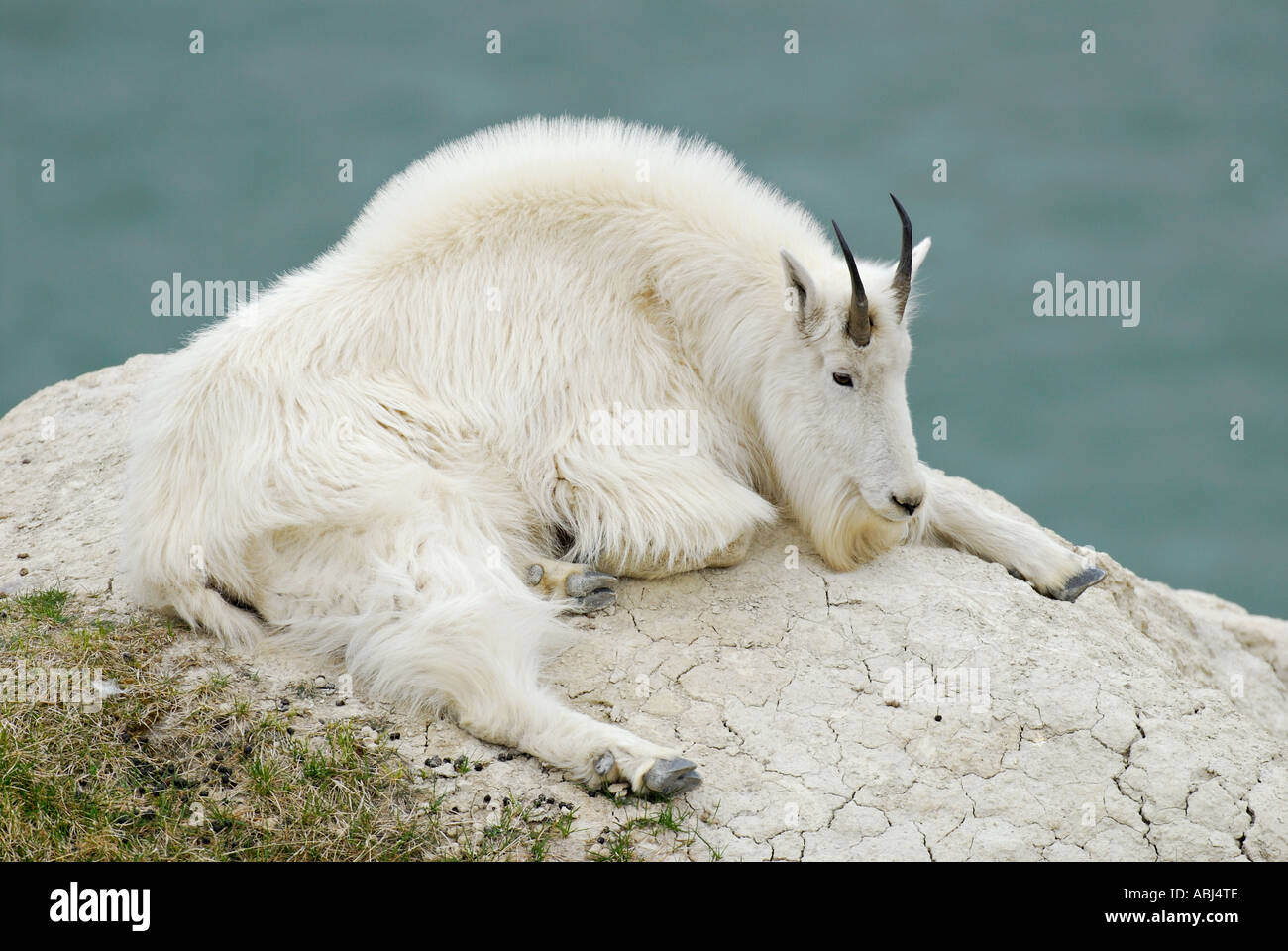 A white Mountain Goat Stock Photo - Alamy