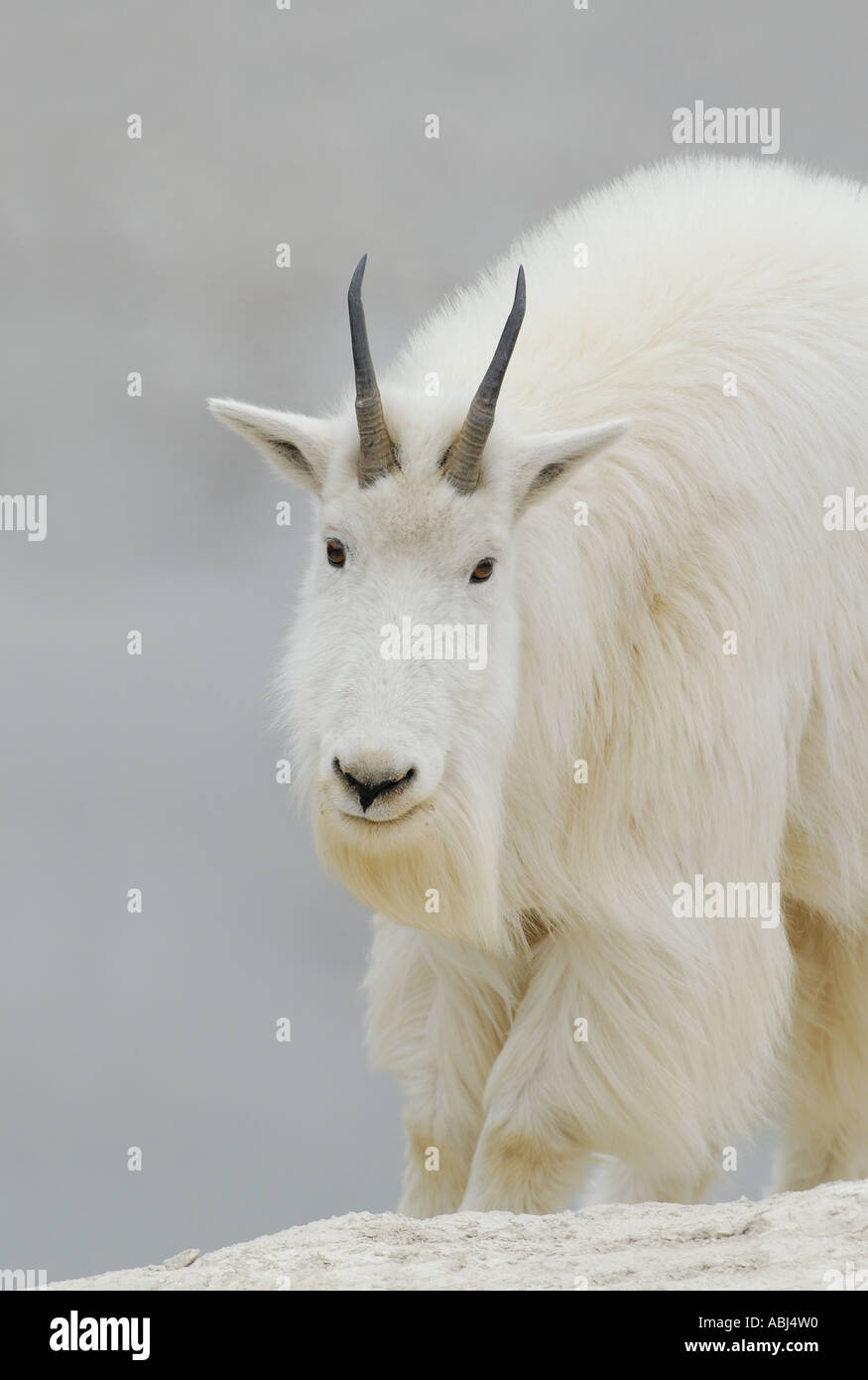 Mountain Goat portrait Stock Photo - Alamy