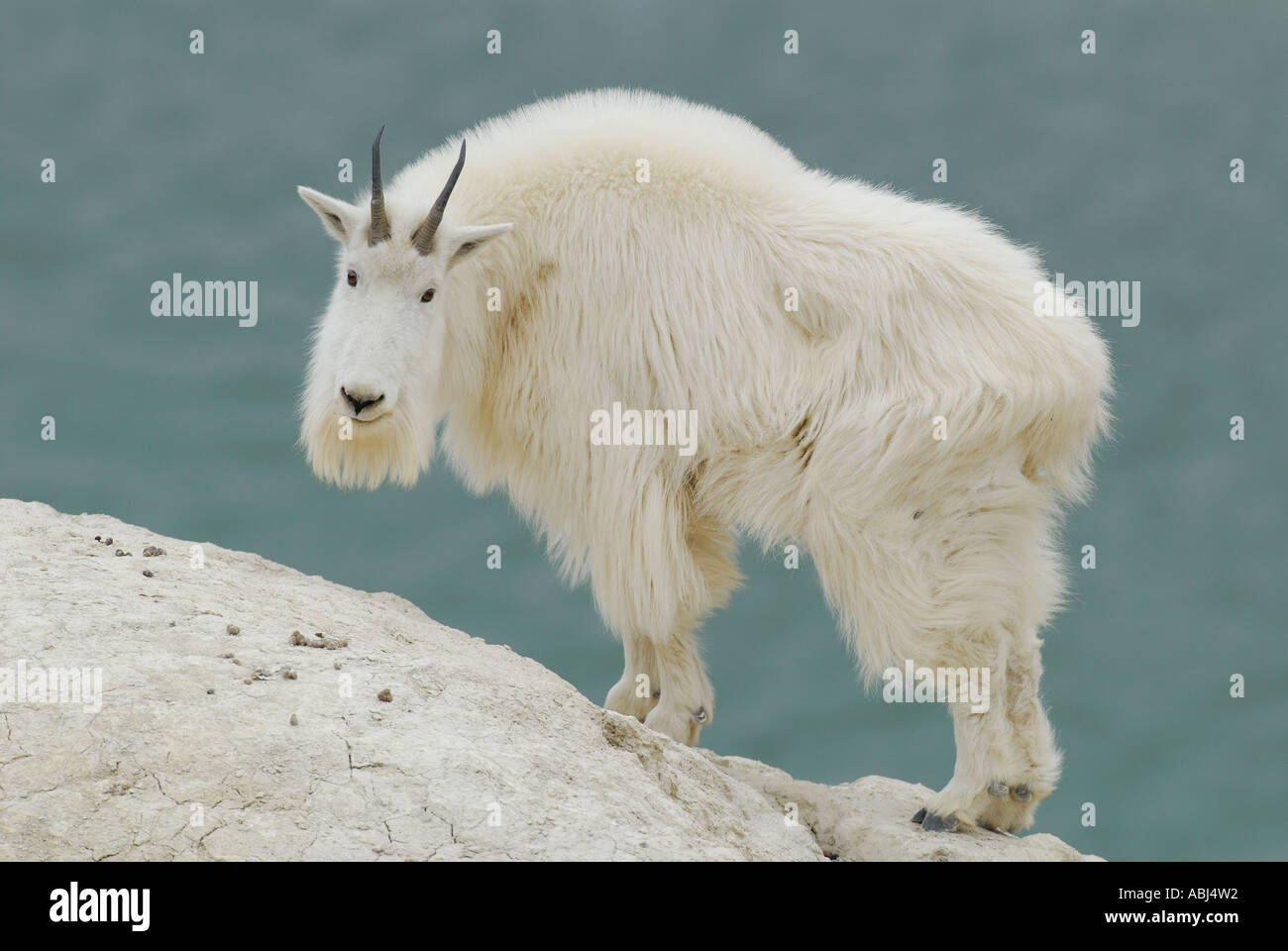 Mountain Goat standing Stock Photo - Alamy