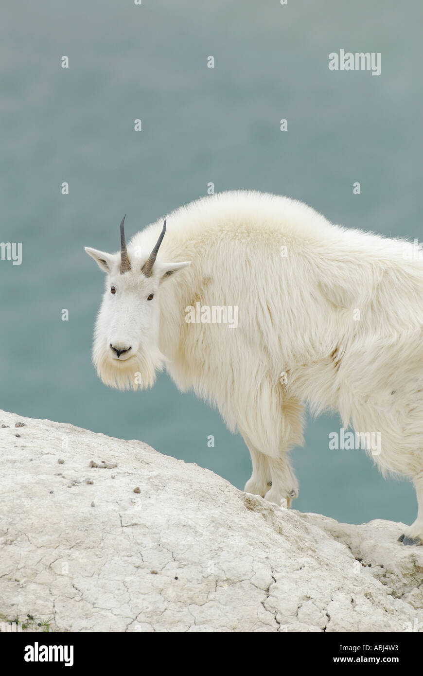 Rocky hill top goat hi-res stock photography and images - Alamy