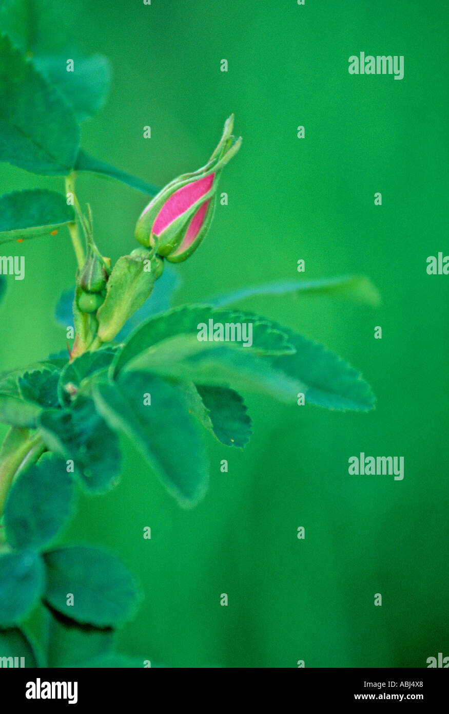 Alberta official flower hi-res stock photography and images - Alamy