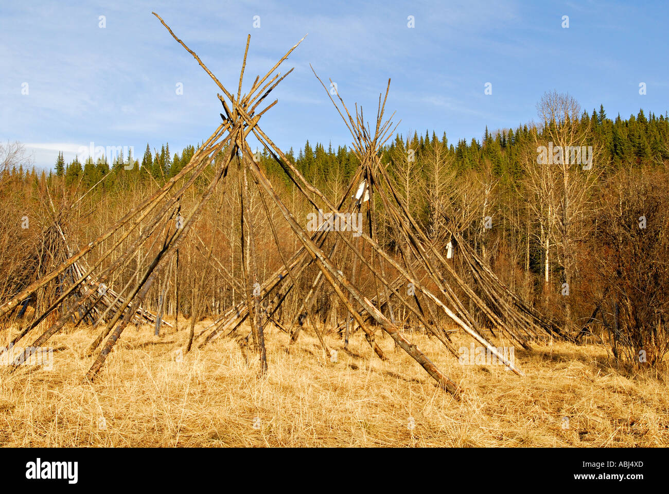 Tepee Lodge Poles in a line Stock Photo - Alamy