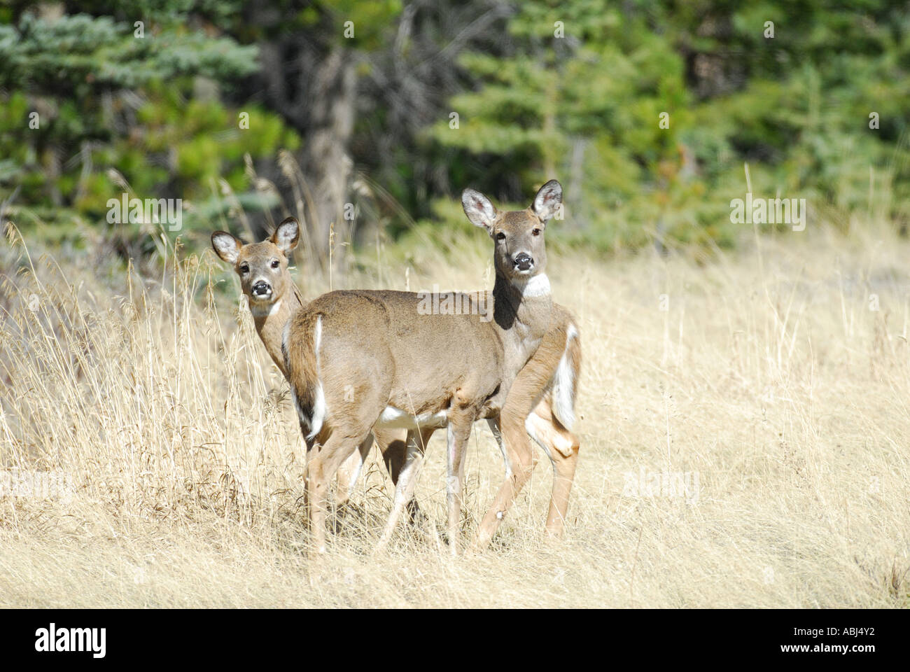 Two Whitetail Deer Stock Photo - Alamy