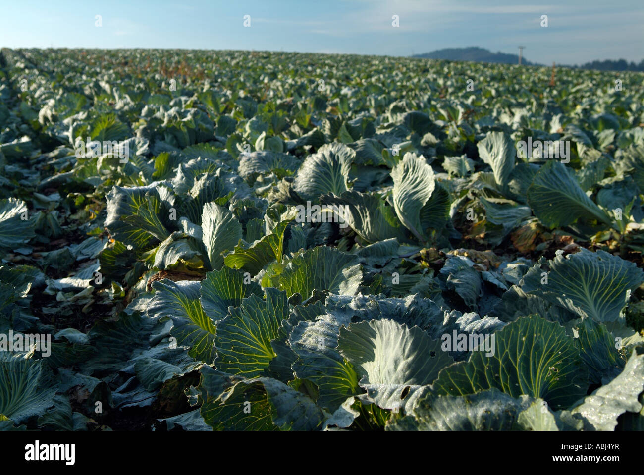 Cabbages field hi-res stock photography and images - Alamy