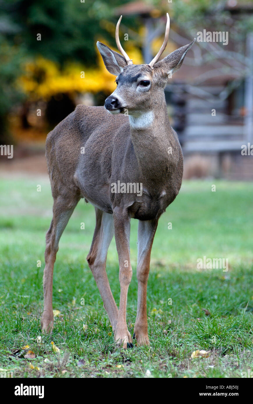 A deer in a house backyard near Victoria, Vancouver Island Stock Photo ...