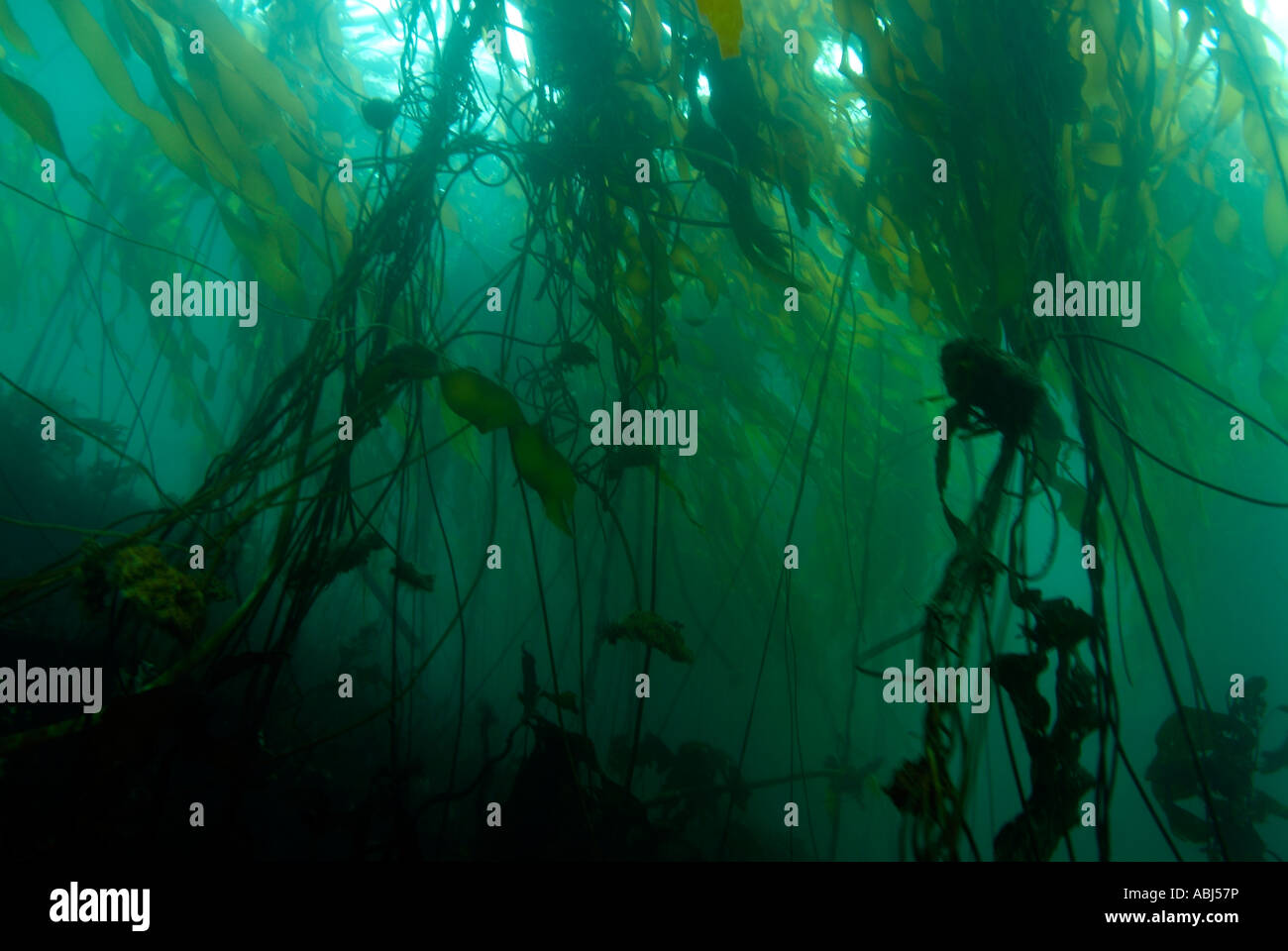 Forest of bull kelp in South of Vancouver Island Stock Photo - Alamy