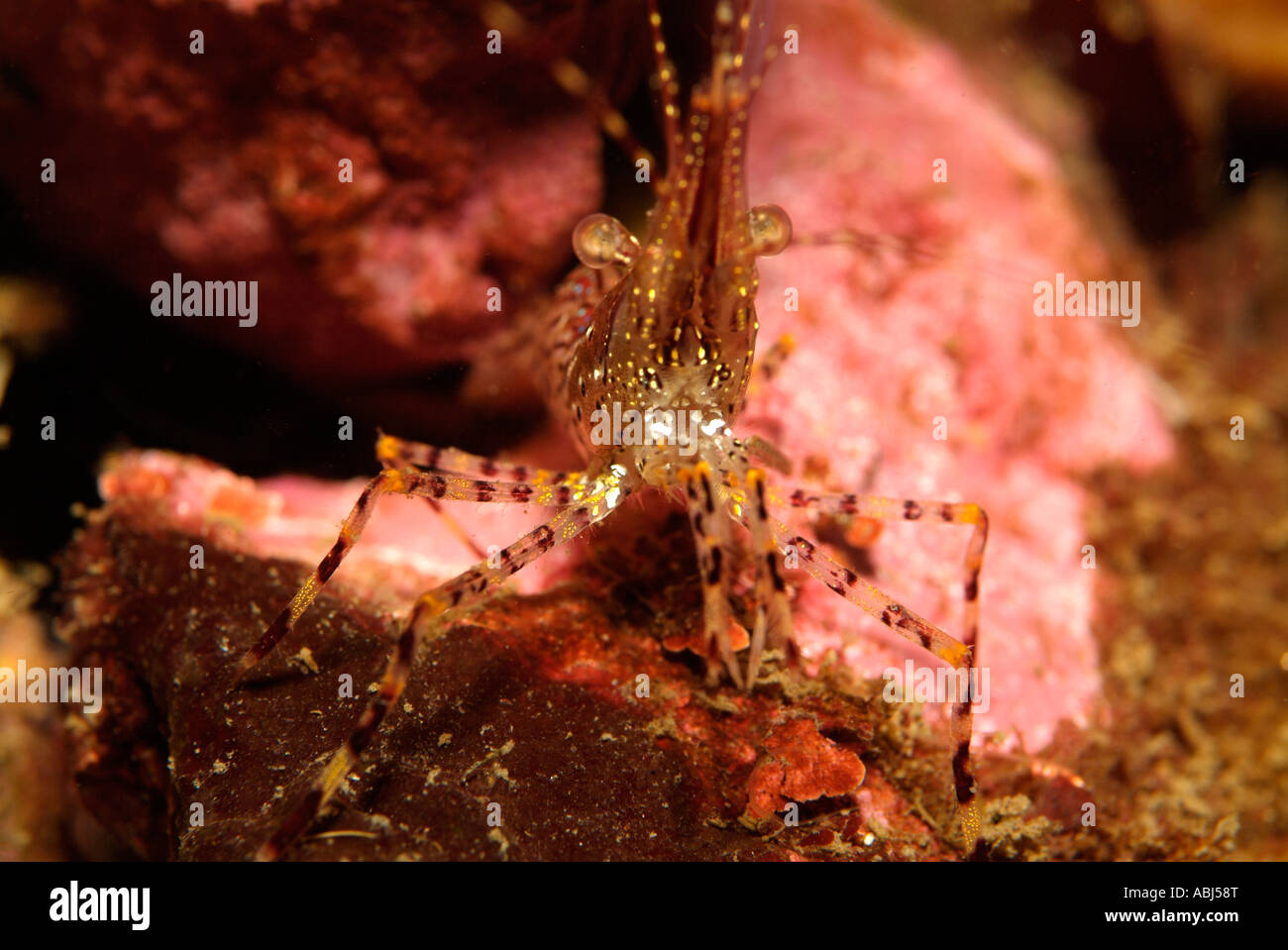 Coonstripe hi-res stock photography and images - Alamy