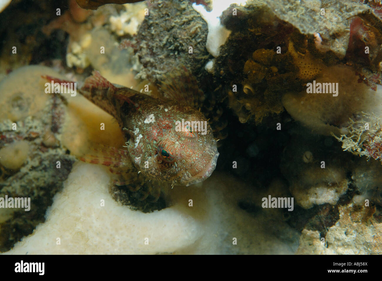 Red irish lord fish in South of Vancouver Island Stock Photo - Alamy