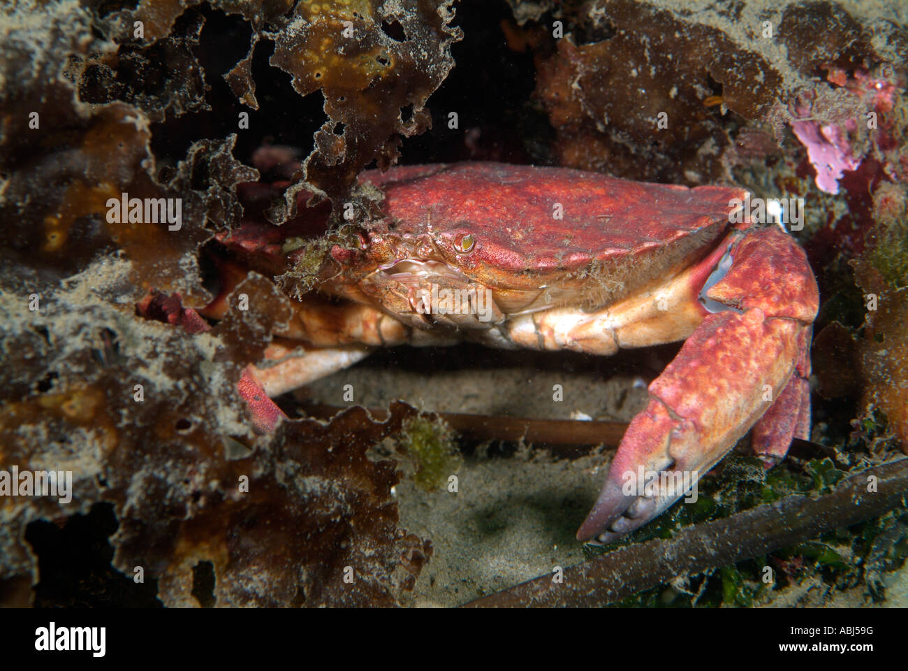 Dungeness crab in South of Vancouver Island Stock Photo - Alamy