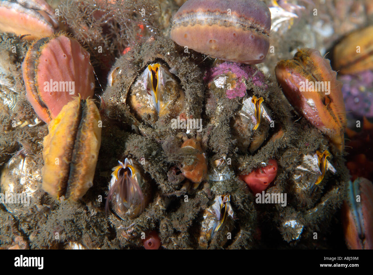 giant barnacles in South of Vancouver Island Stock Photo - Alamy