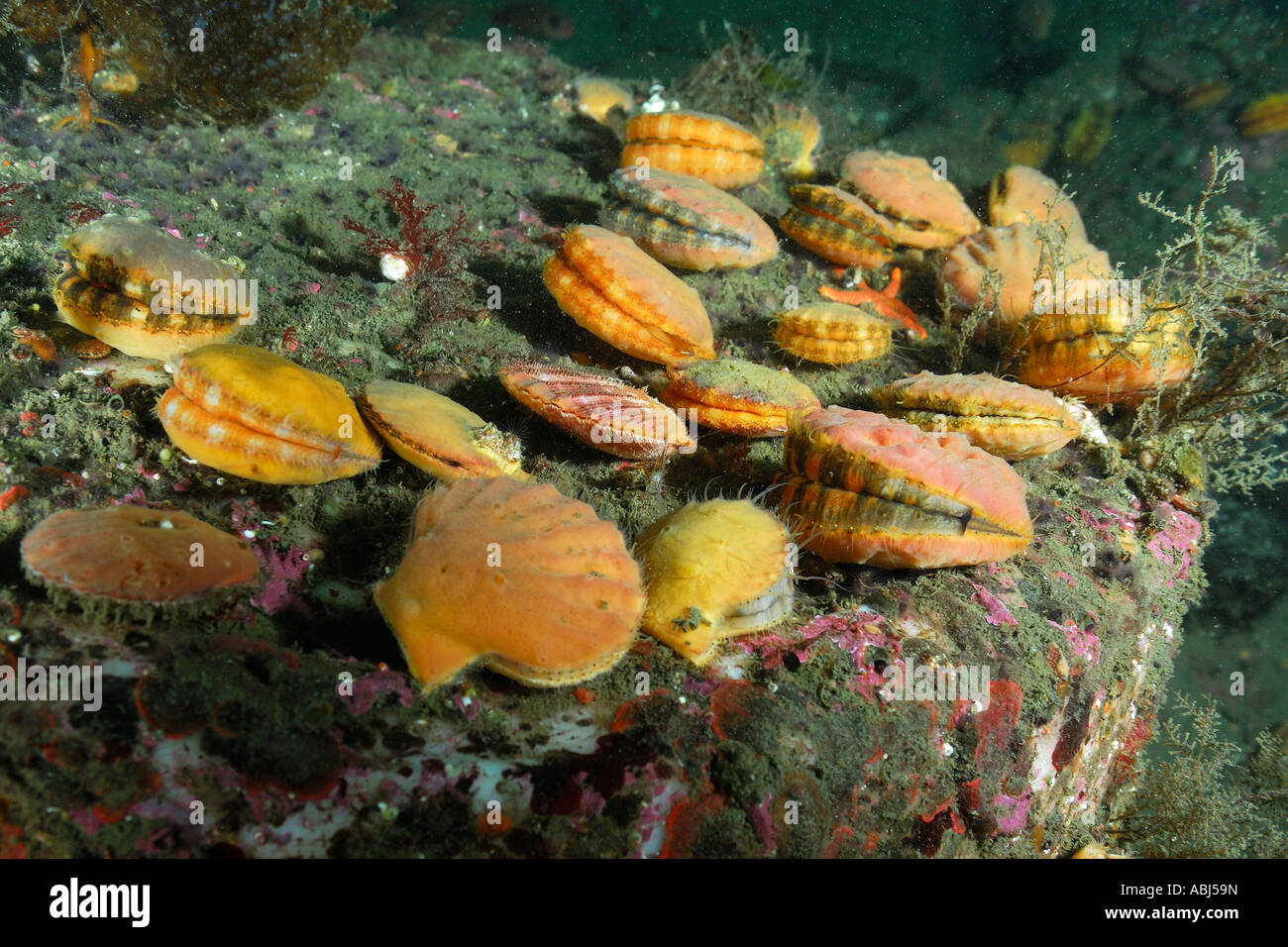 Colony of spiny pink scallops in South of Vancouver Island Stock Photo ...