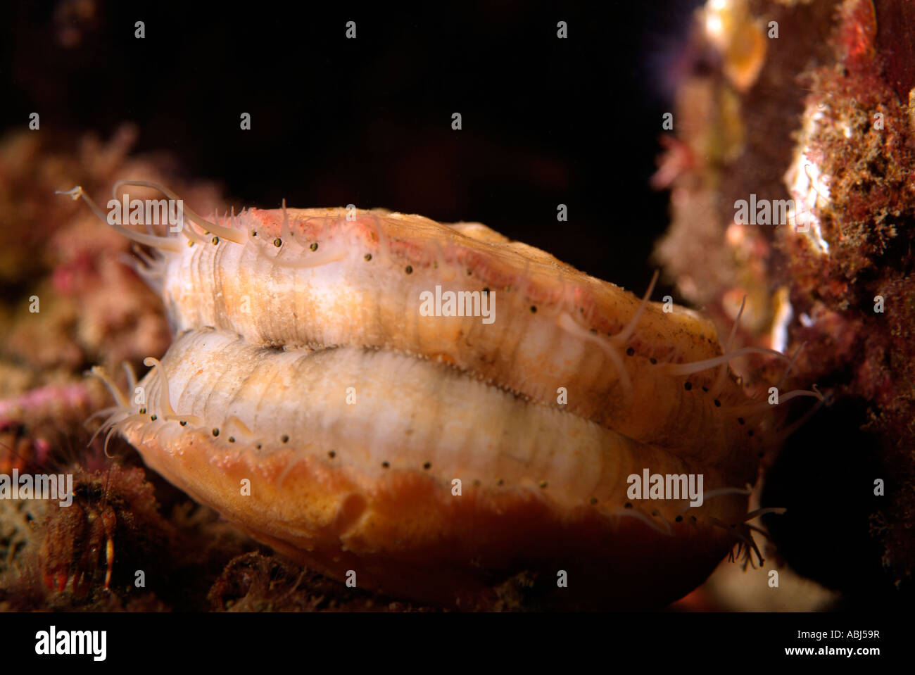 Spiny pink scallop in South of Vancouver Island Stock Photo - Alamy