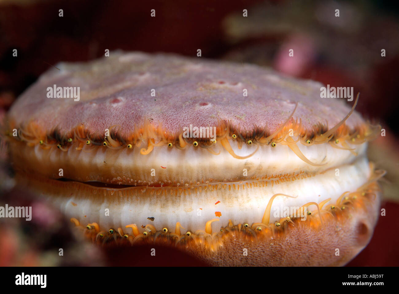 Spiny pink scallop in South of Vancouver Island Stock Photo - Alamy